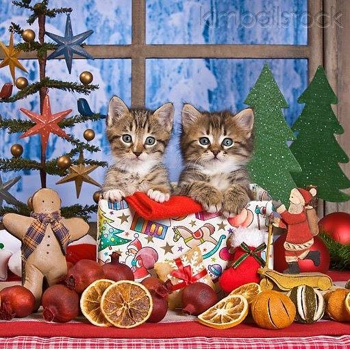 zzzzzz chats chiens etc de noel