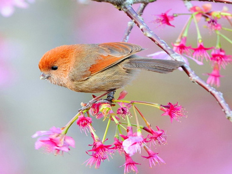 UN OISEAU FAIT LE PRINTEMPS